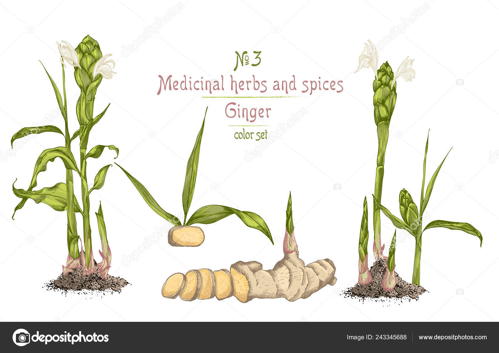 Ginger Root Plant Illustration