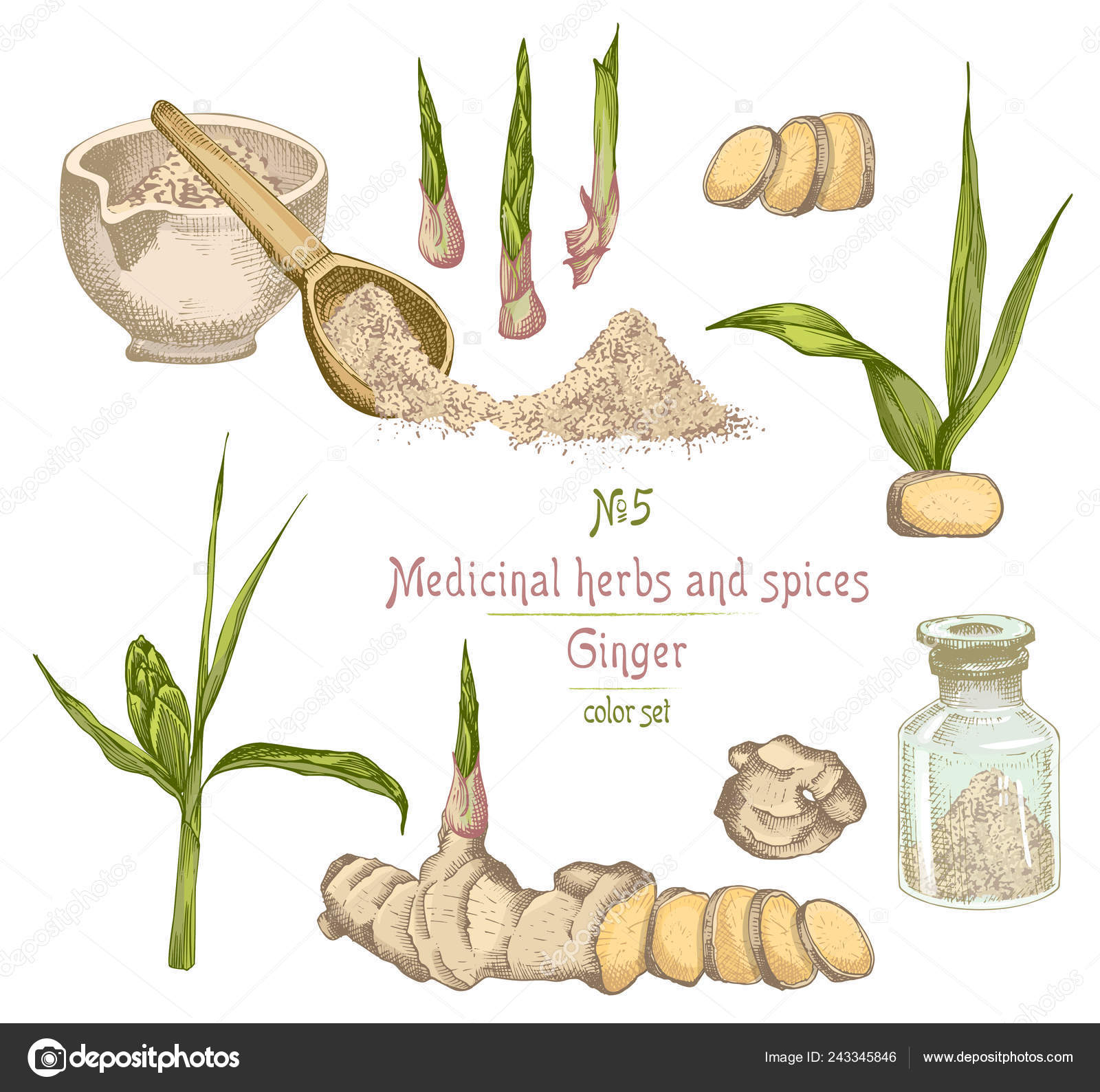 Ginger Root Drawing