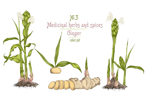 24,627,887 Chinese ginger Vector Images | Depositphotos