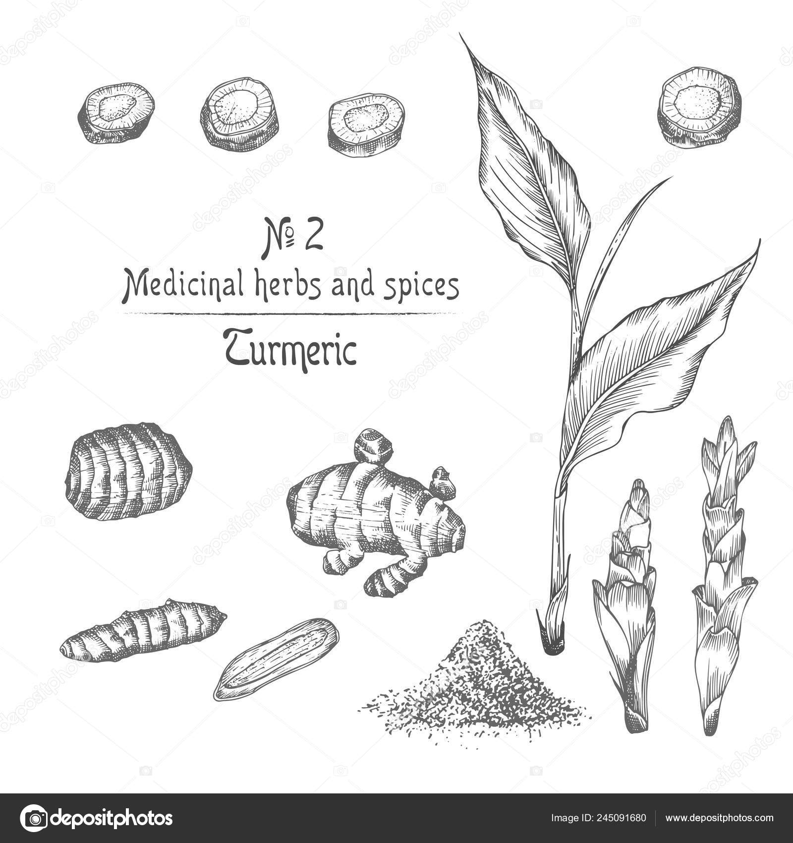 Set Hand Drawn Turmeric Roots Lives Flowers Black Color Isolated Stock ...