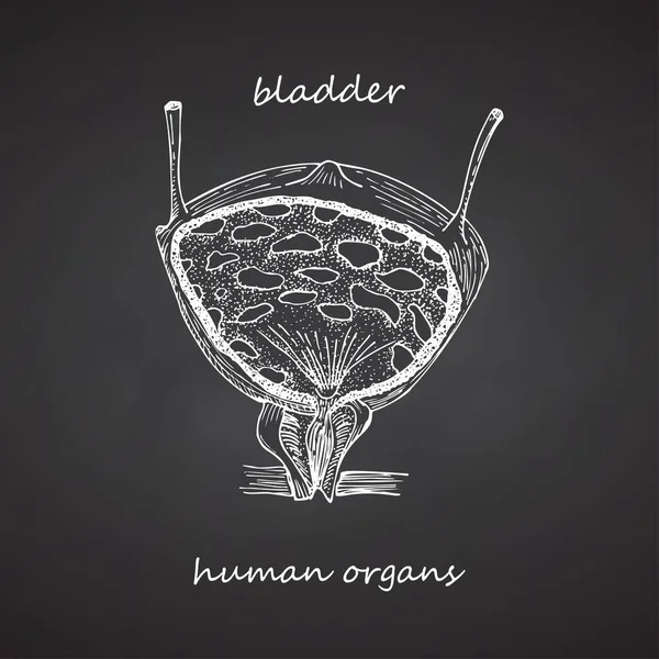 Pancreas Realistic Hand Drawn Icon Human Internal Organs Engraving Art ...