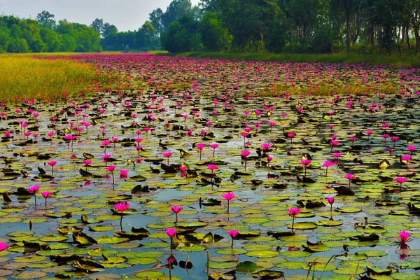 A lake fill with pink water lilies (Nymphaea rubra ) this kind of ...