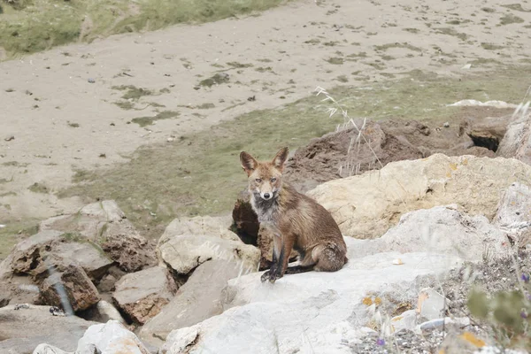 Raposa no monte andes Stock Photos, Royalty Free Raposa no monte andes ...