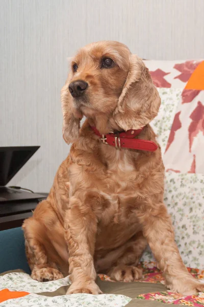 Red Spaniel close-up. Portrait of a purebred show dog at home. Funny ...