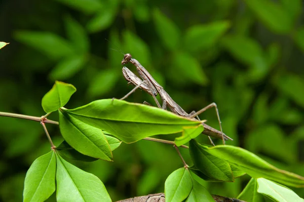 Mantis china (Tenodera sinensis) Orando Mantis en rama. Aislado sobre ...
