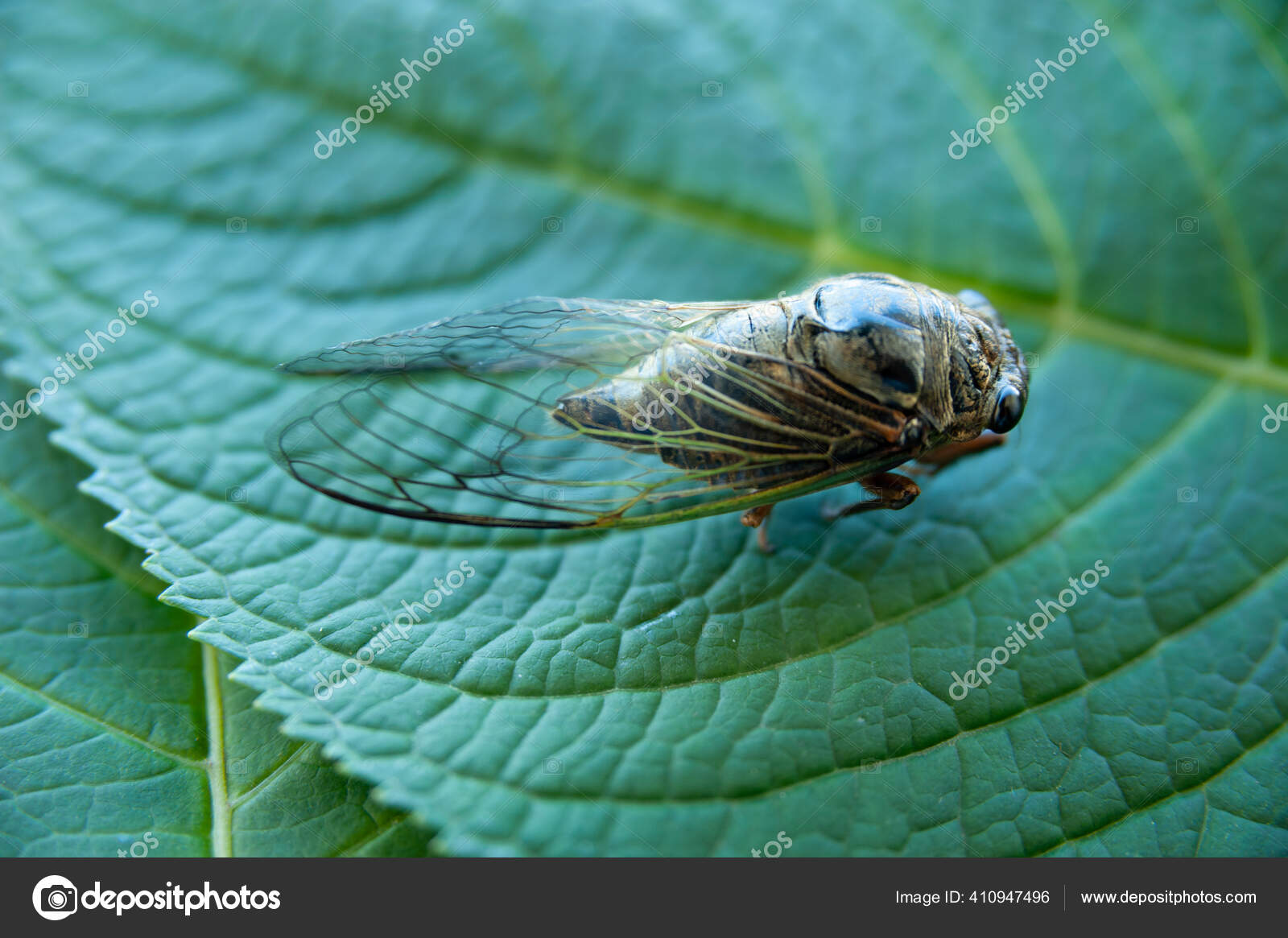 Japanese Cicada