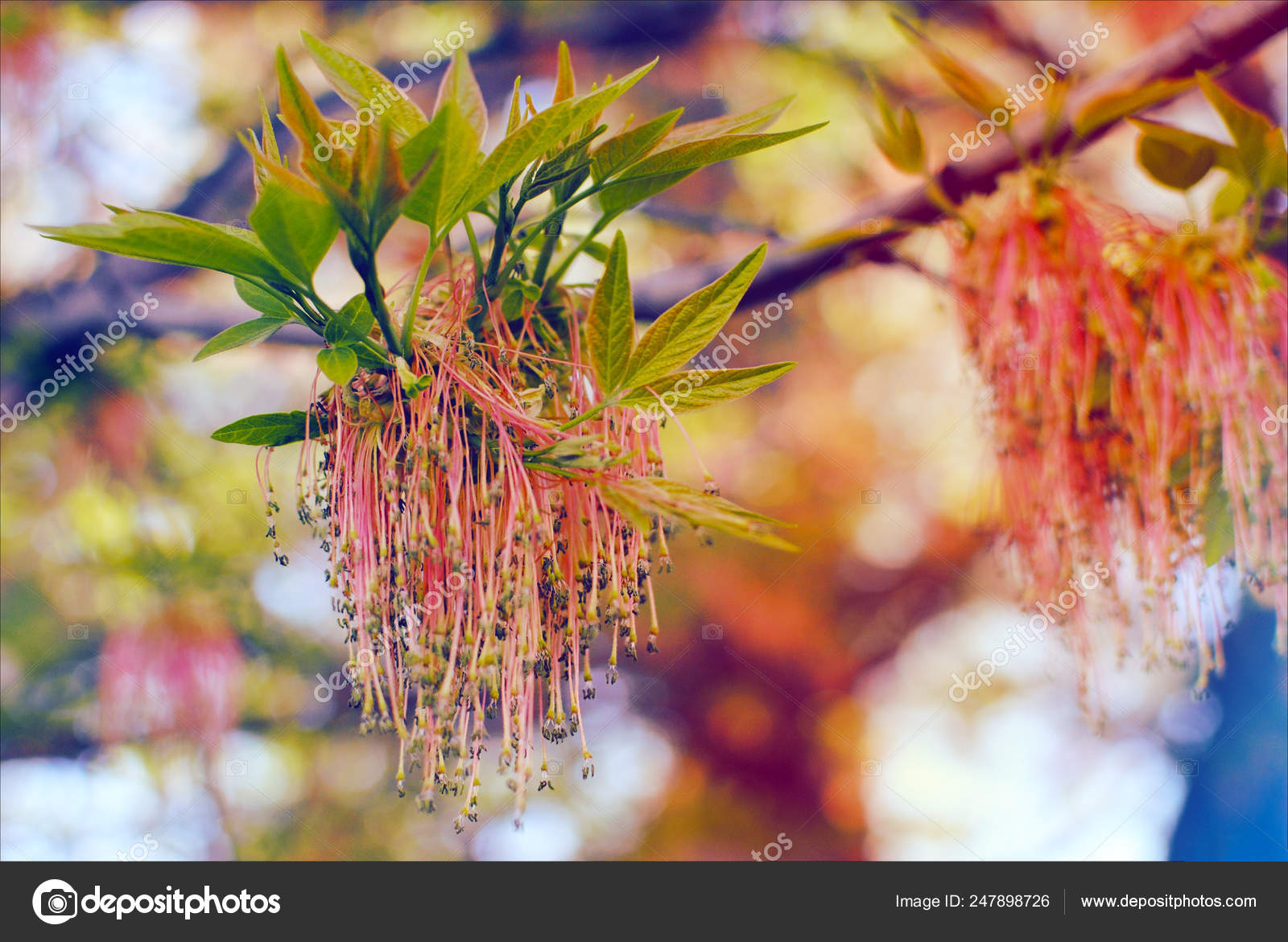 Fraxinus Excelsior Flower