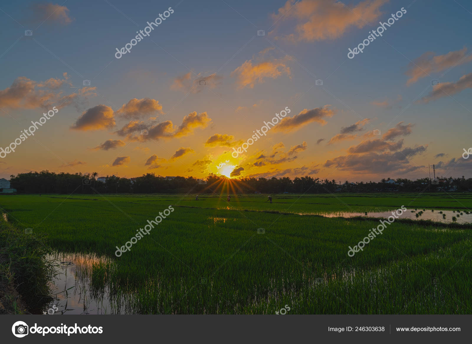 Vietnamese Rice Fields Sunset Orange Clouds Landscape — Stock Photo ...