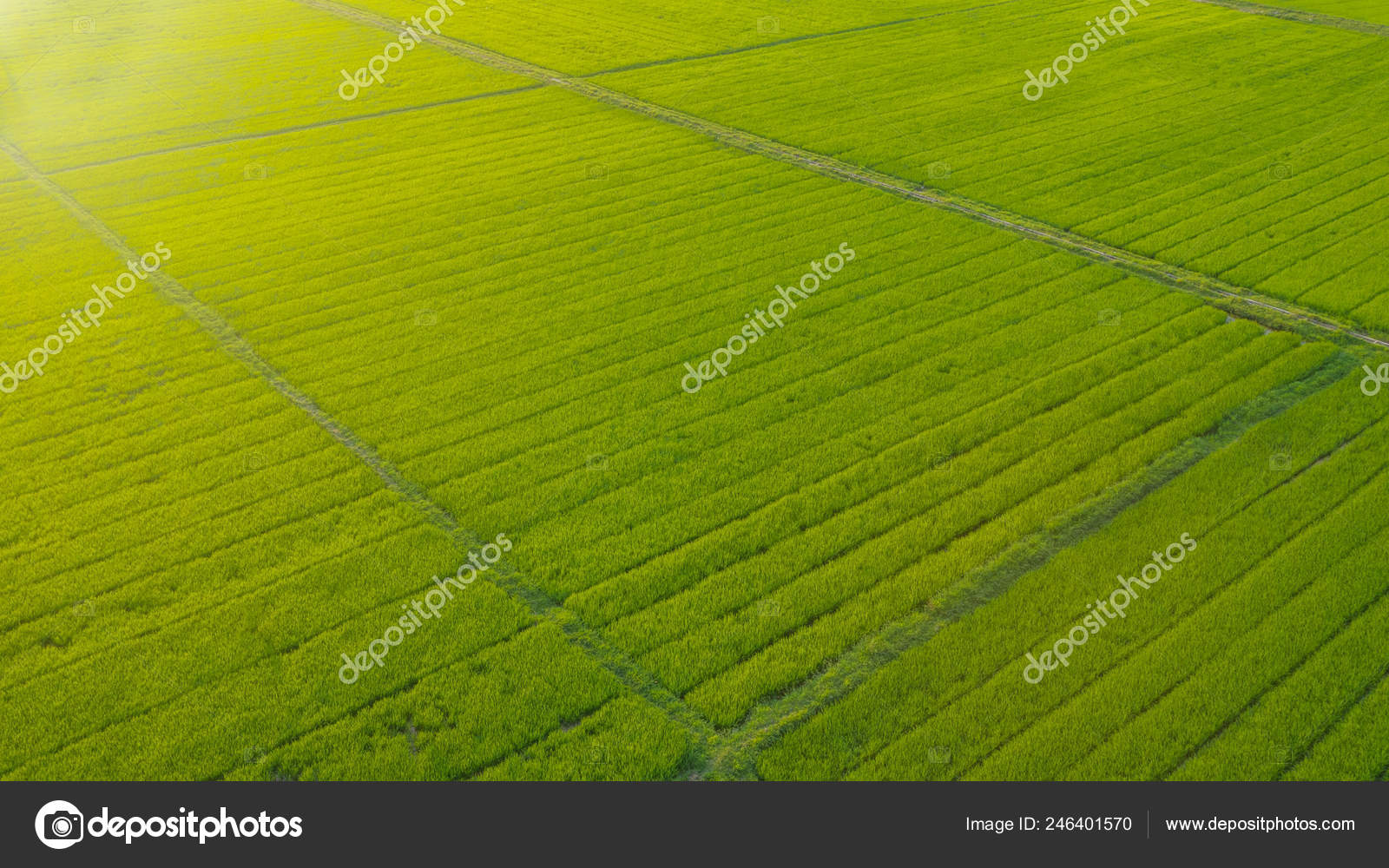 Top View Rice Field Sunny Day Drone Shot Rice Farm Stock Photo by ©alex ...