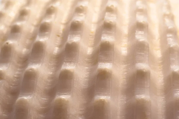 Ivory texture Stock Photos, Royalty Free Ivory texture Images ...