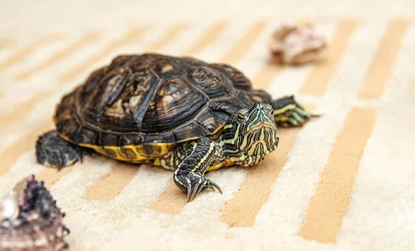 Turtle on floor Stock Photos, Royalty Free Turtle on floor Images ...