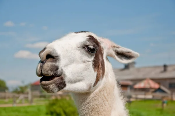 Funny llama Stock Photos, Royalty Free Funny llama Images | Depositphotos