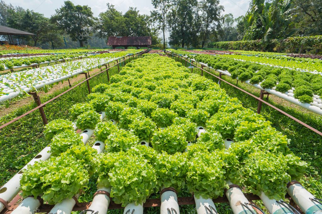 Hortalizas hidrop nicas org nicas en la granja de cultivo. 2024