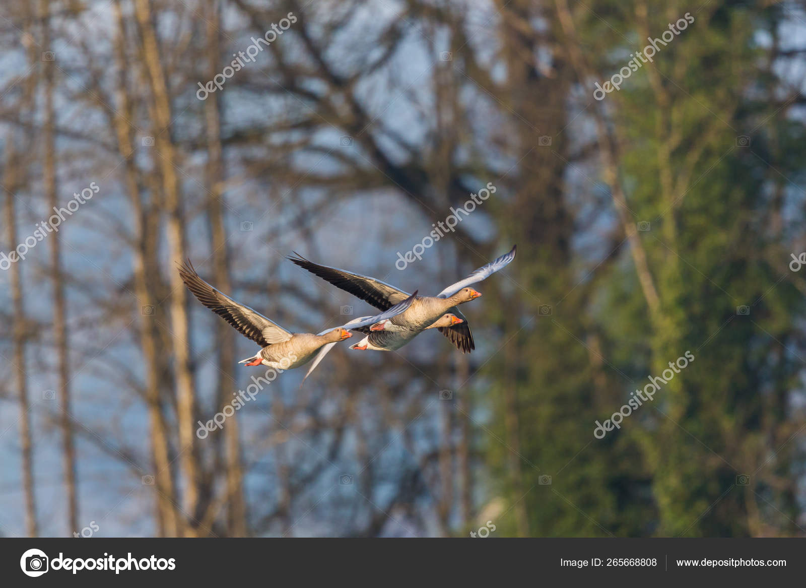 Three gray geese (anser anser) in flight, forest, trees — Stock Photo ...