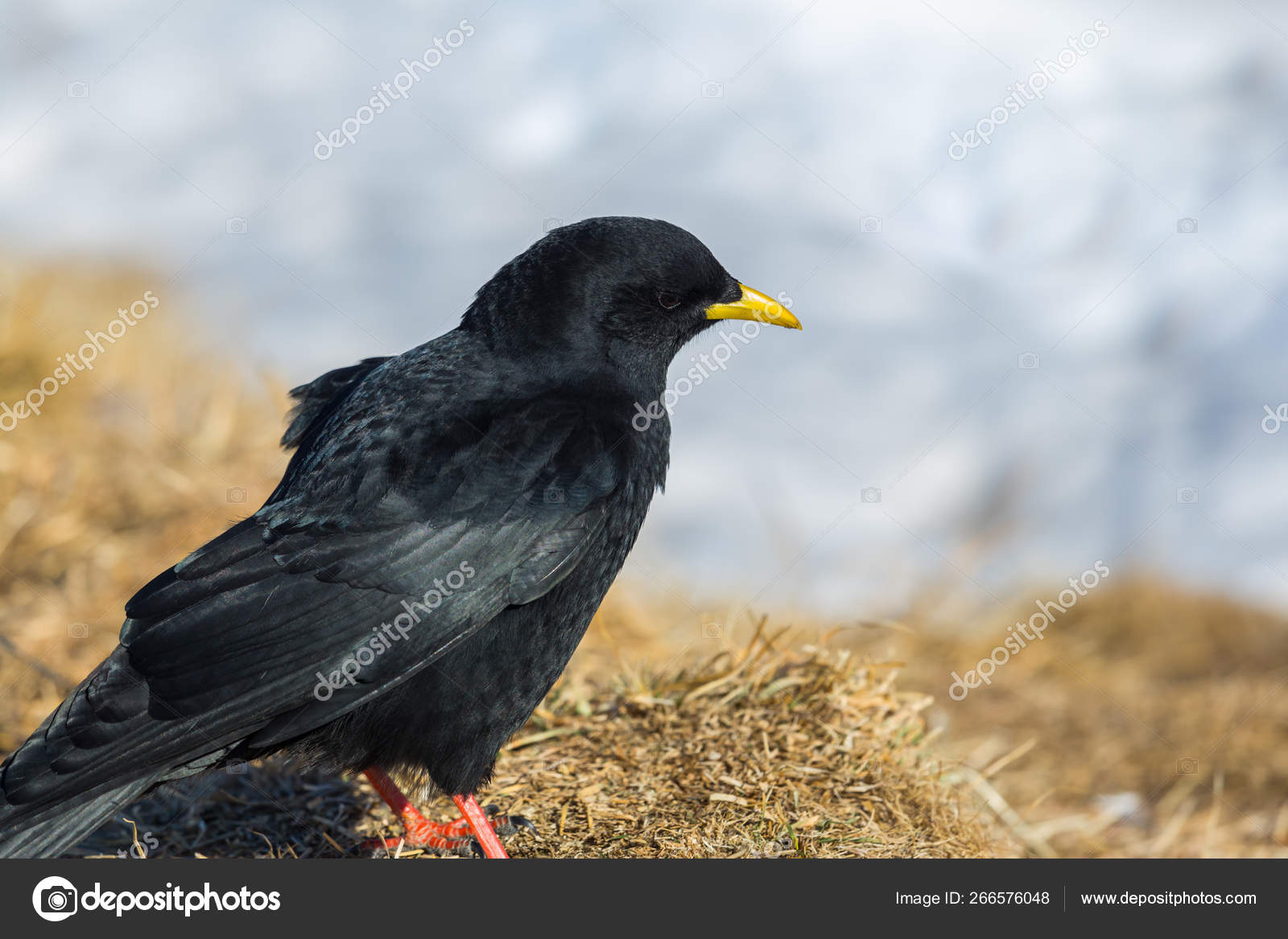 Alpine chough (pyrrhocorax graculus) standing in grassland — Stock ...