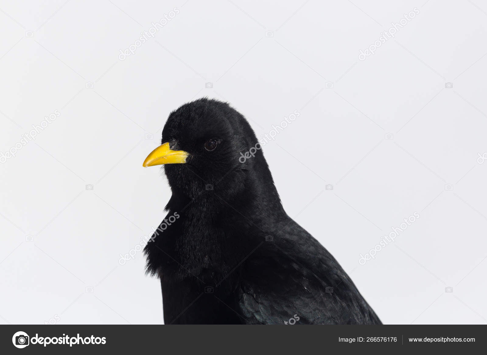 Detailed portrait alpine chough bird (pyrrhocorax graculus) — Stock ...