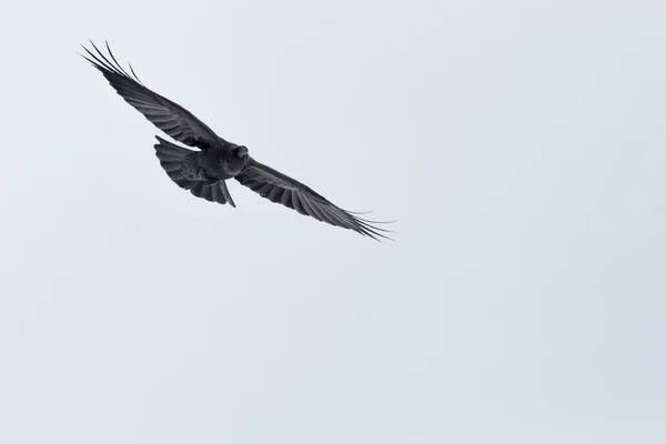 Corbeau en vol images libres de droit, photos de Corbeau en vol ...