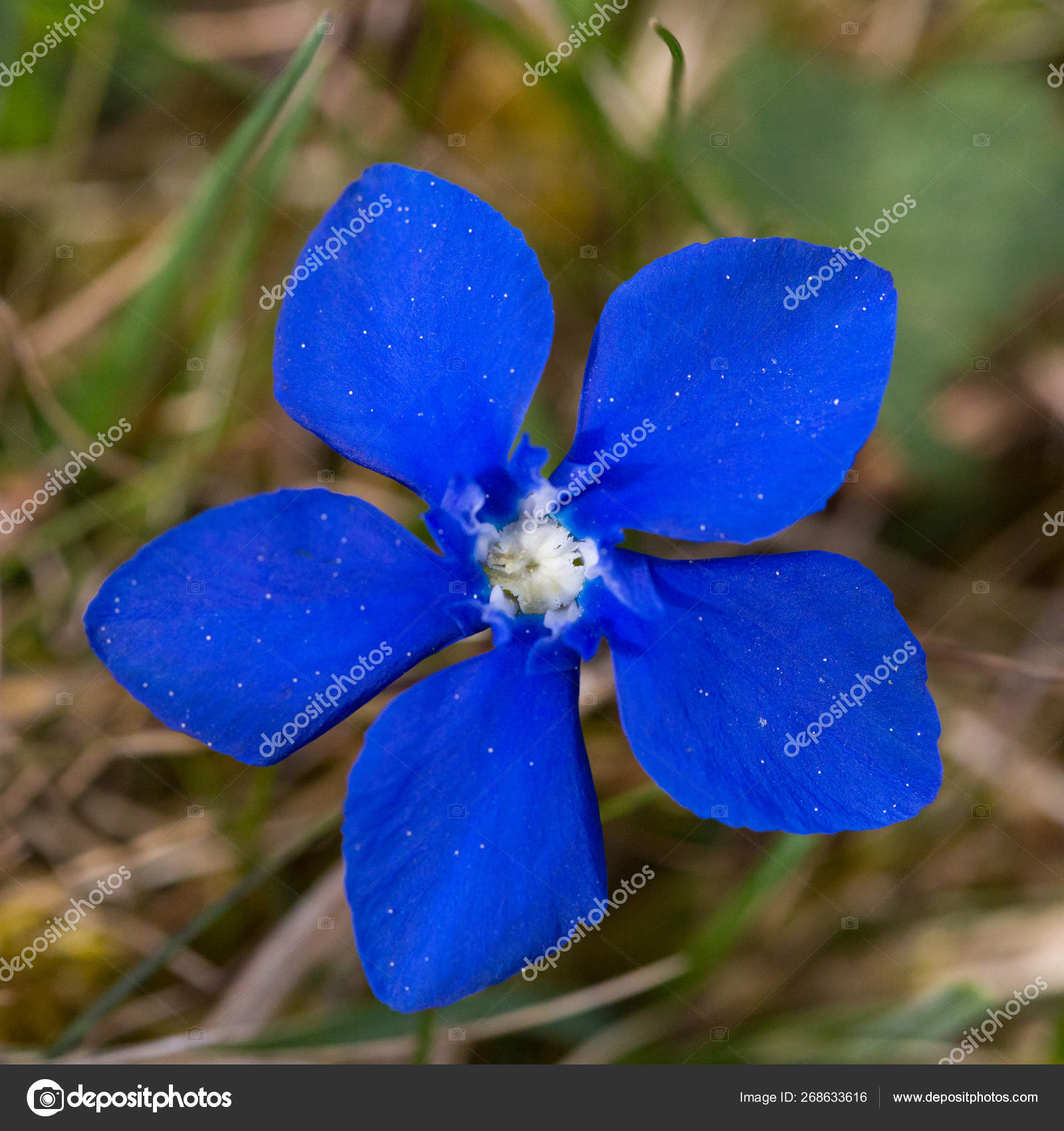 Top view on blue spring gentian (gentiana verna) blossom Stock Photo by ...