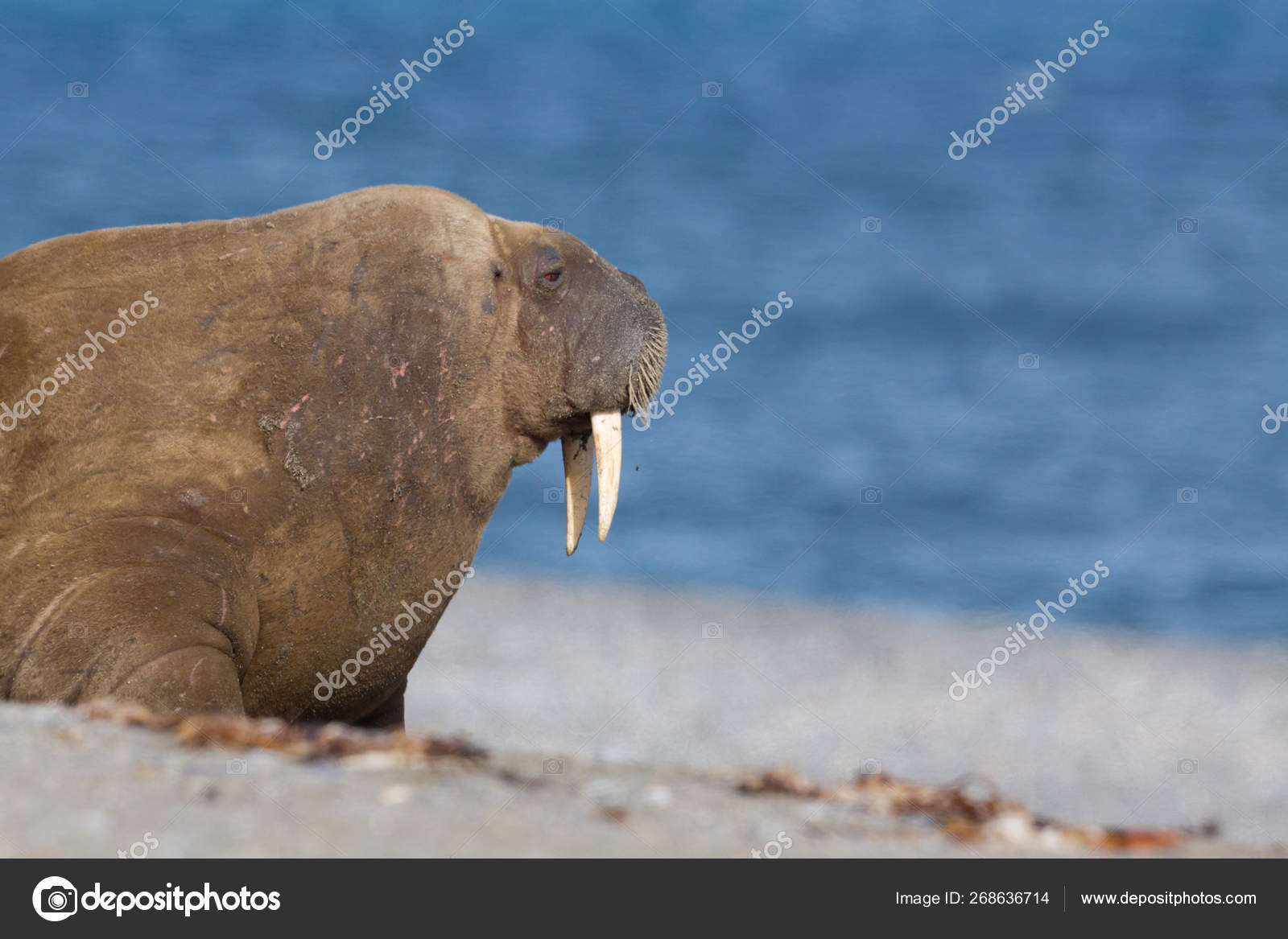 Arctic Walrus