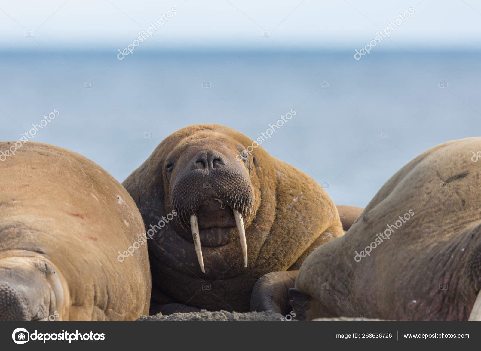 Arctic Walrus