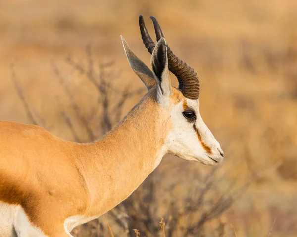 Male springbok (antidorcas marsupialis) standing in savanna — Stock ...