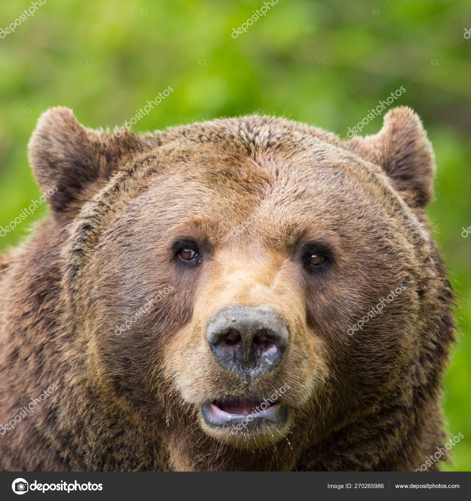 Grizzly Bear Front View