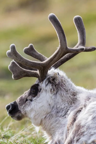 side view close-up Svalbard reindeer (rangifer tarandus platyrhy ...