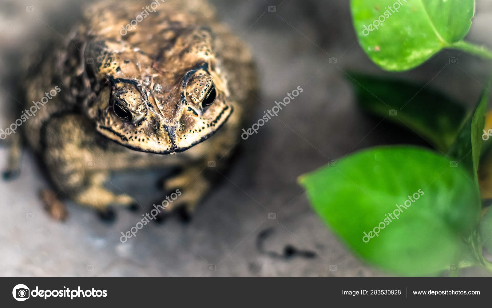 Toad Face Portrait Large Amphibian Nature Habitat Animal Tropic Forest ...