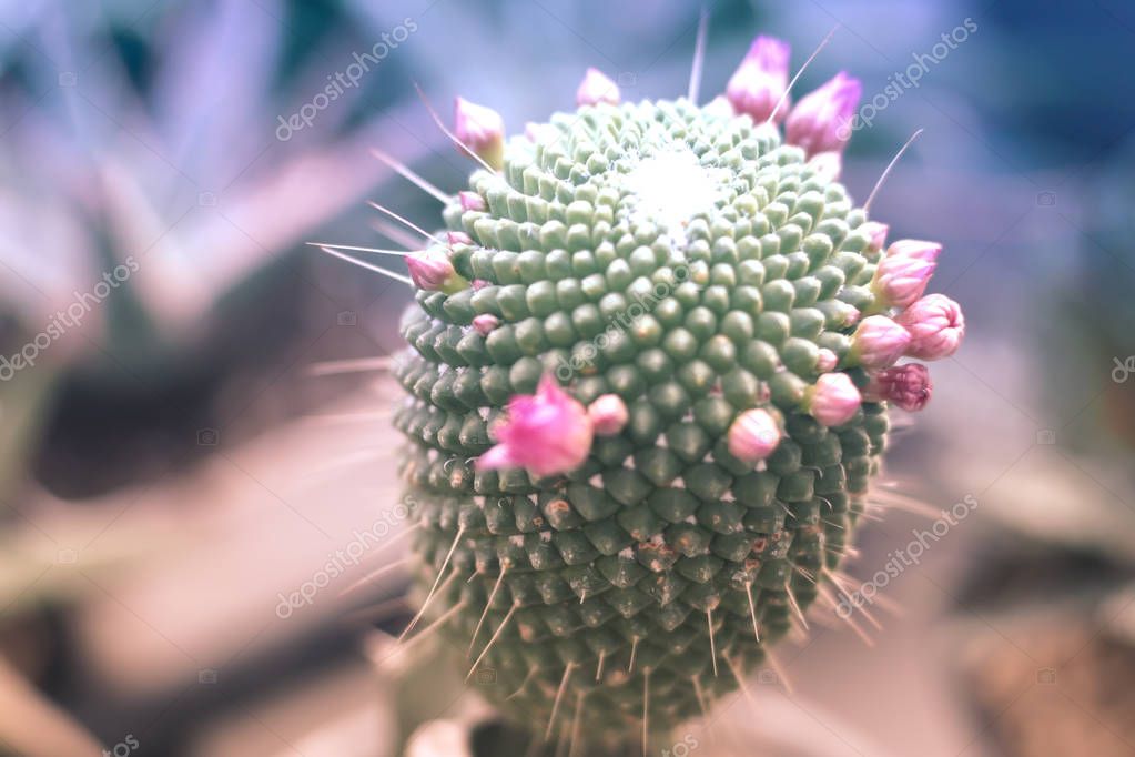 un macro primer plano de un hermoso rosa sedoso tierno Echinopsis ...