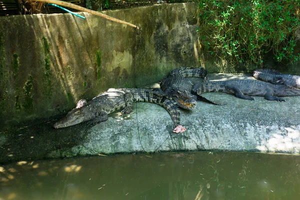 Crocodile farm thailand Stock Photos, Royalty Free Crocodile farm ...