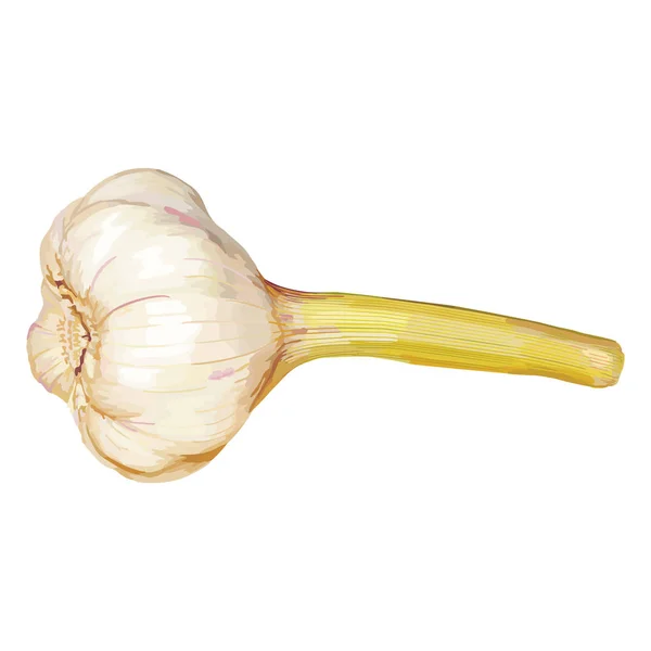 25,211,957 Vampire garlic Vector Images | Depositphotos