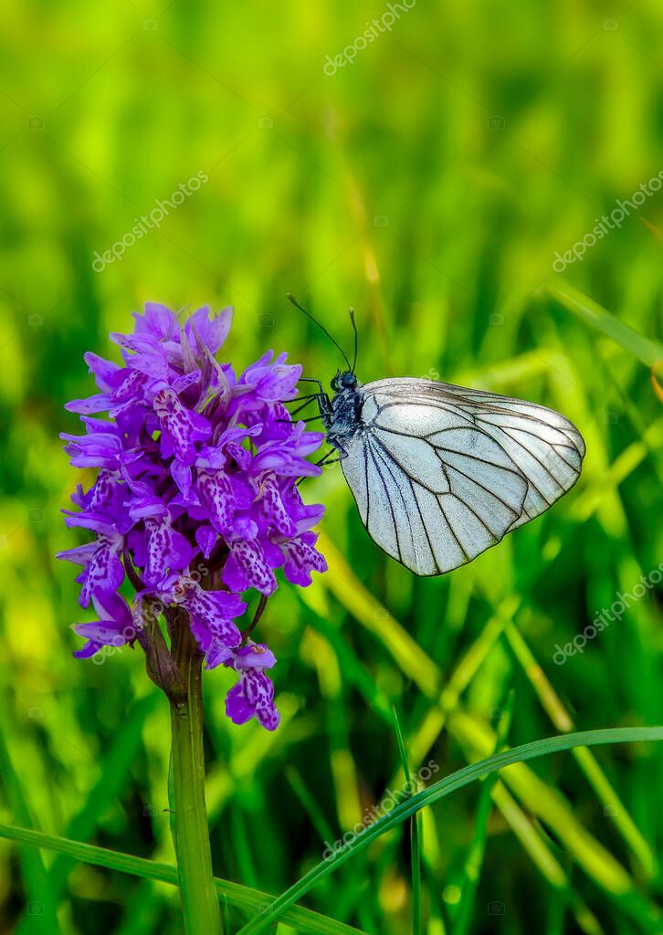 Mariposa blanca Aporia crataegi en flor púrpura de Dactylorhiza majalis ...