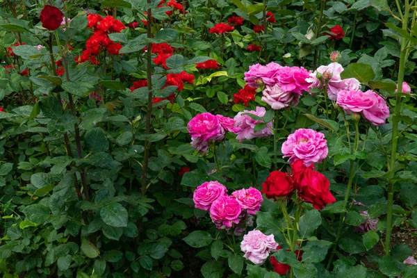 A flower bed with blooming multi-colored roses. Bushes with beautiful ...