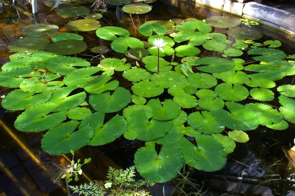 Plantas do rio Stock Photos, Royalty Free Plantas do rio Images ...