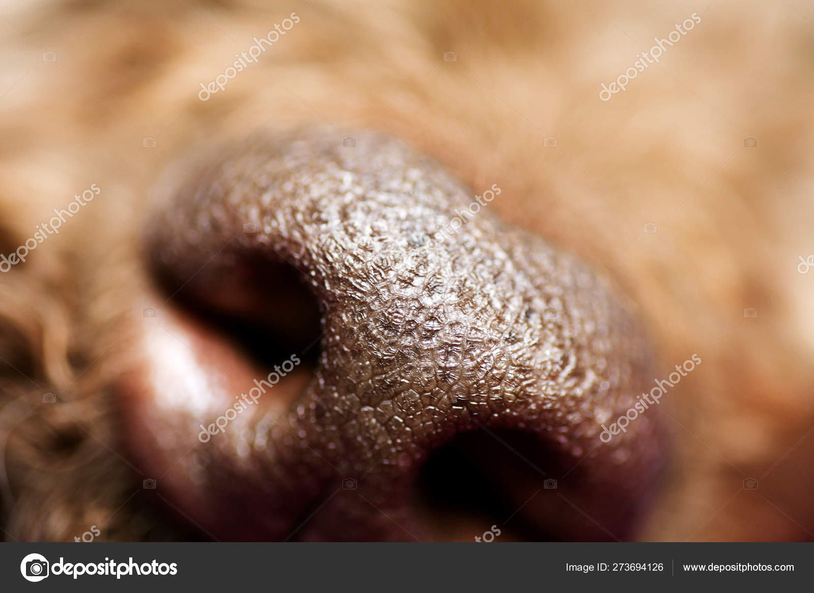 Beautiful macro dog nose background Lagotto Romagnolo breed 50,6 ...