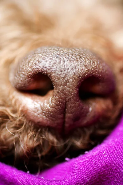 Macro dog Stock Photos, Royalty Free Macro dog Images | Depositphotos