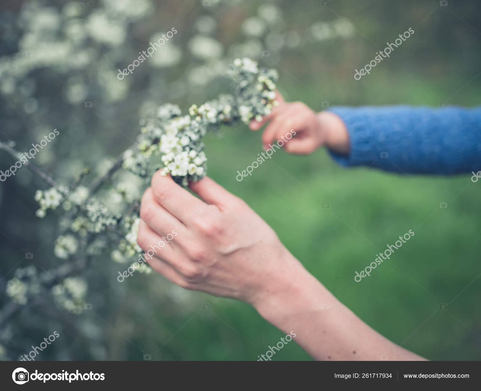 Female Child Hands Touching Tree Branch Flowers Stock Photo by ...