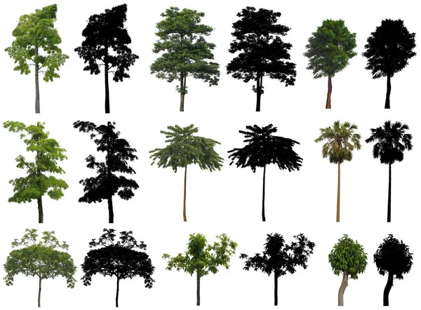 Tree alpha Images - Search Images on Everypixel