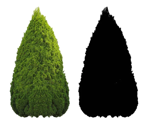 Tree alpha Images - Search Images on Everypixel