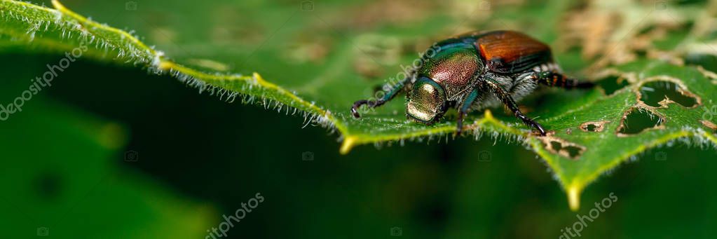 Japanese beetle Stock Photos, Royalty Free Japanese beetle Images ...