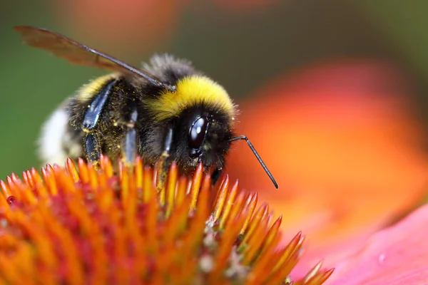 Bumblebees are quiet and funny animals and live their own lives and do ...