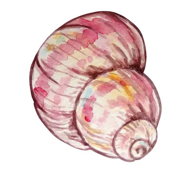 Shell watercolor Stock Photos, Royalty Free Shell watercolor Images ...