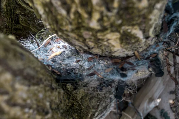 Blue jay nest Stock Photos, Royalty Free Blue jay nest Images ...