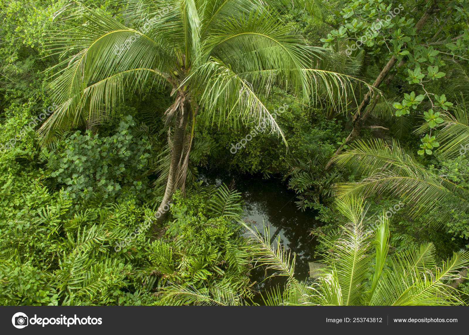 Coconut Trees In Rainforest