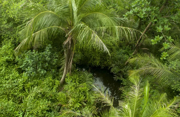 Tropical Rainforest Coconut Tree