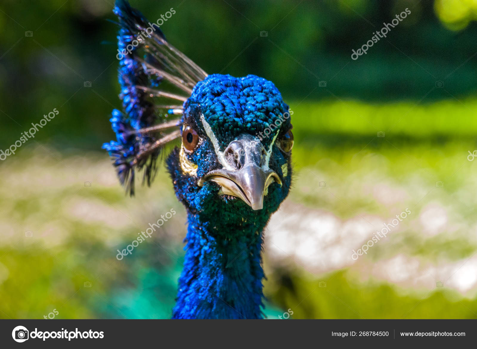 Close up view of The Indian peafowl or blue peafowl (Pavo crista ...