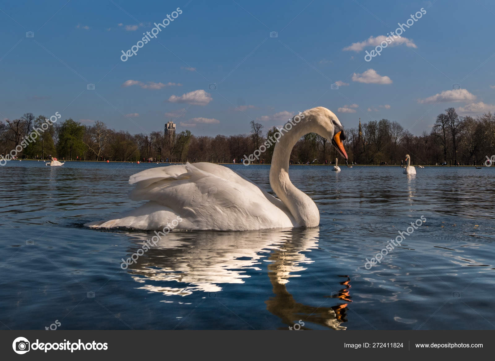 Beautiful white goose swimming in a pool or lake. — Stock Photo © antur ...