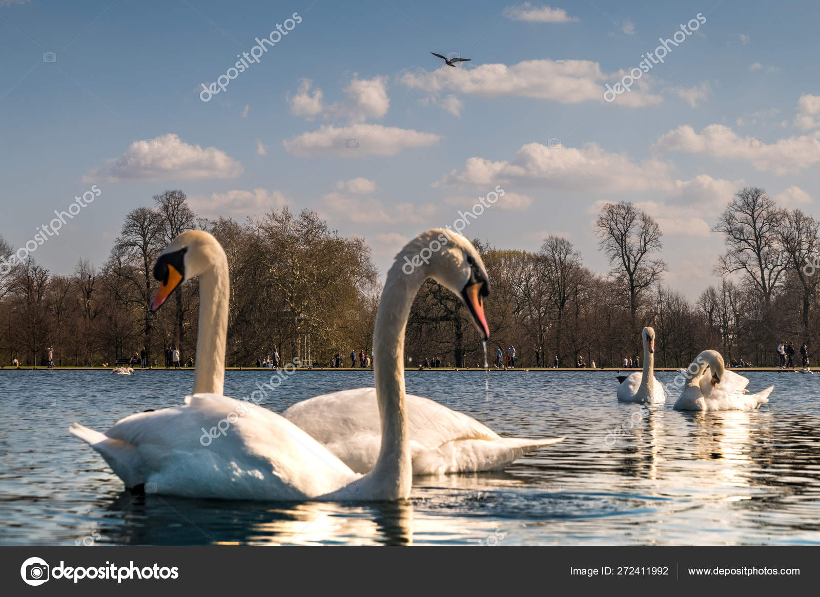 Beautiful white goose swimming in a pool or lake. — Stock Photo © antur ...