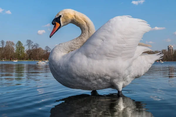 Beautiful white goose swimming in a pool or lake. — Stock Photo © antur ...