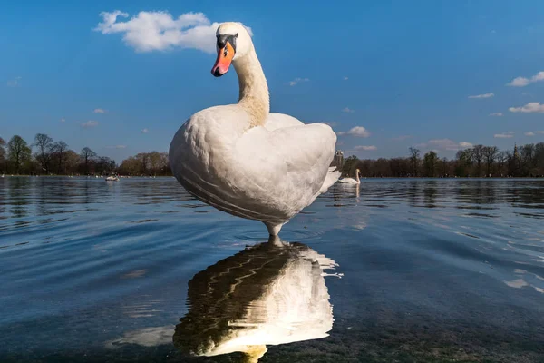 Beautiful white goose swimming in a pool or lake. — Stock Photo © antur ...